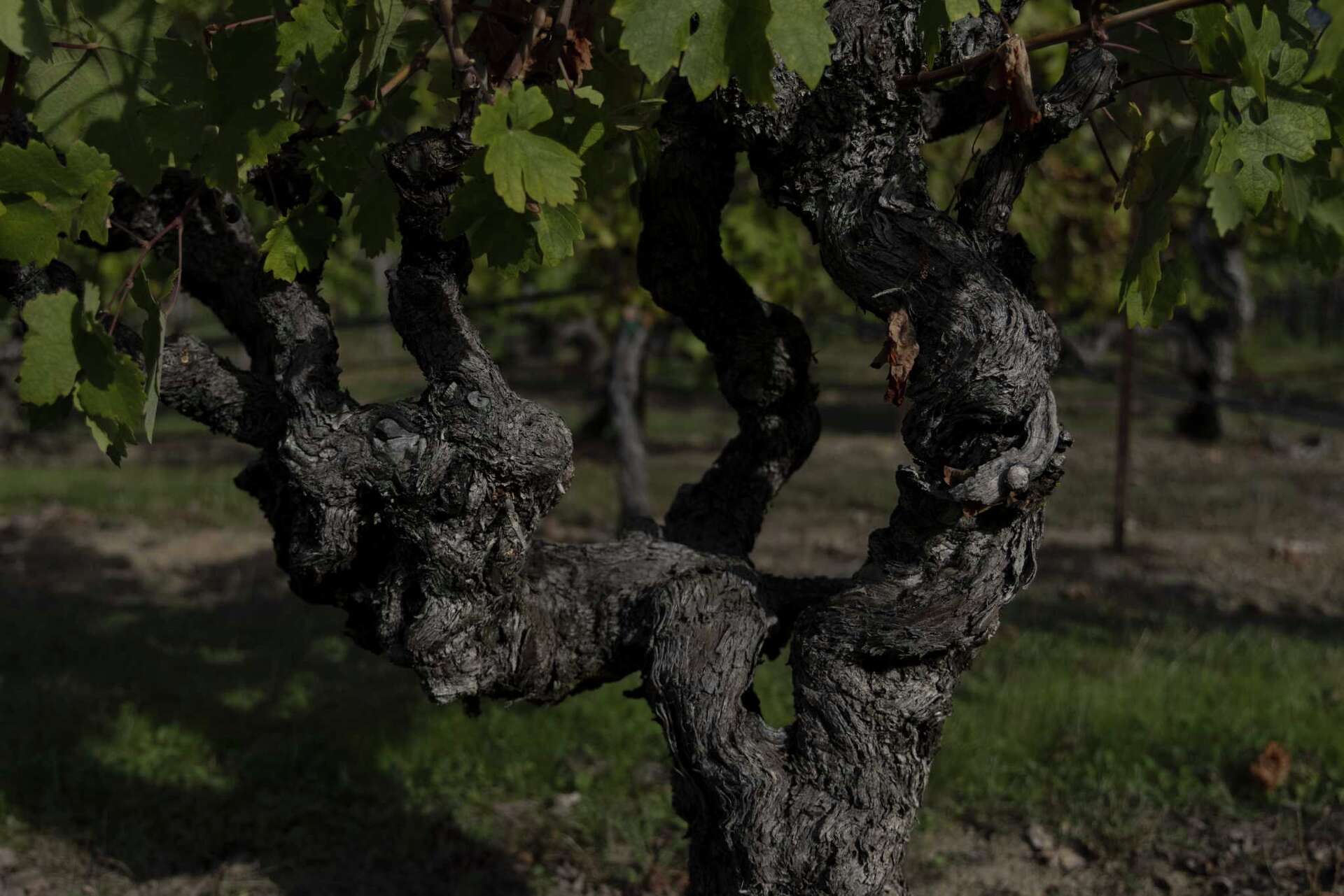 This church's vineyard launched one of the top wine regions in Sonoma