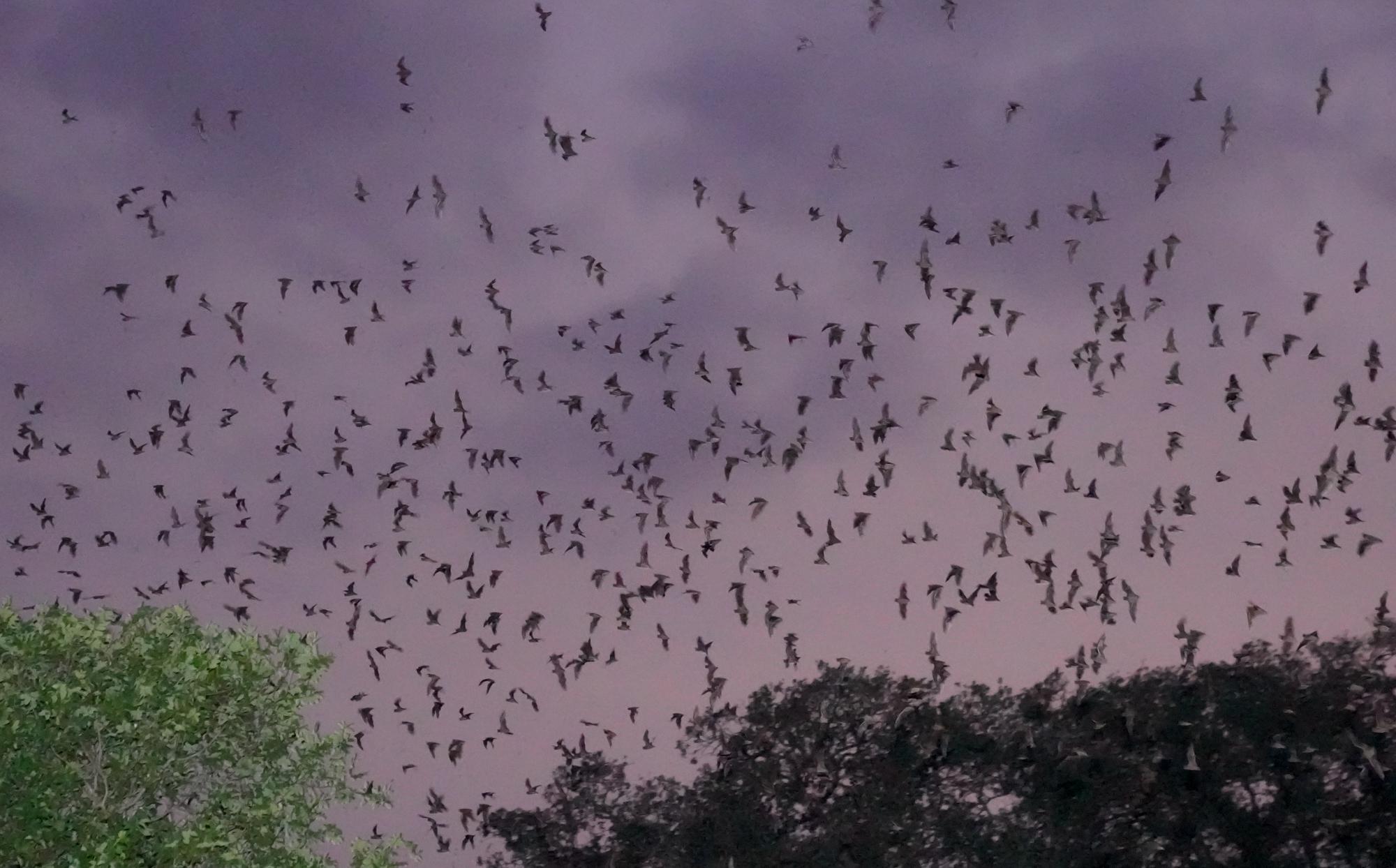 Nocturnal animals like bats and raccoons feast on pests