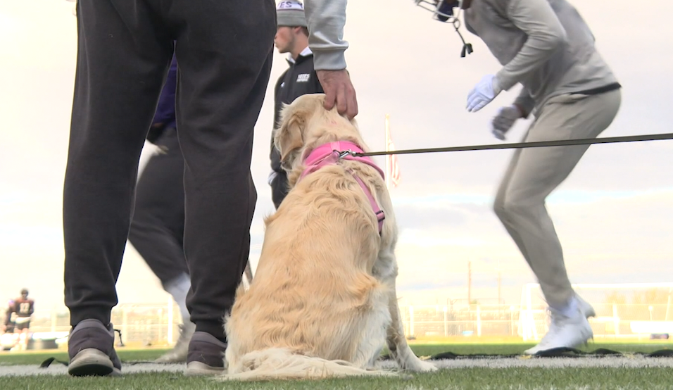 WATCH: College football program has an emotional support dog for the team