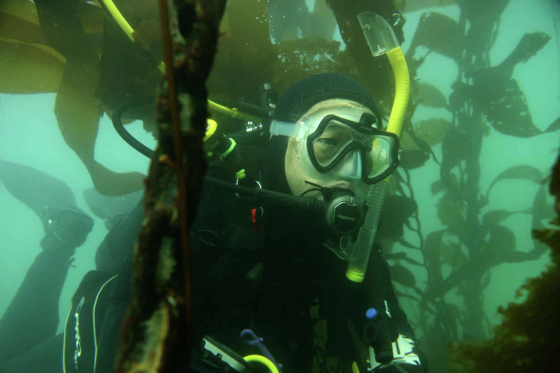 Hope for kelp restoration in California, as underwater forest returns ...