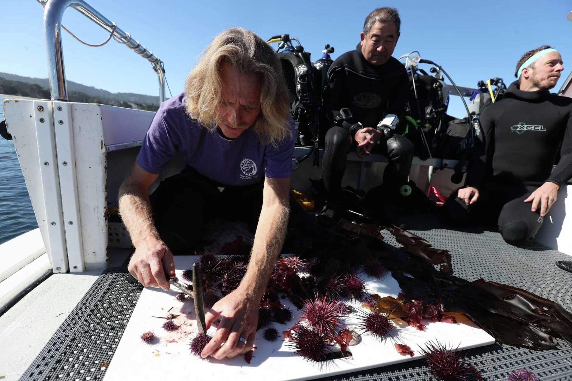 Hope for kelp restoration in California, as underwater forest returns ...