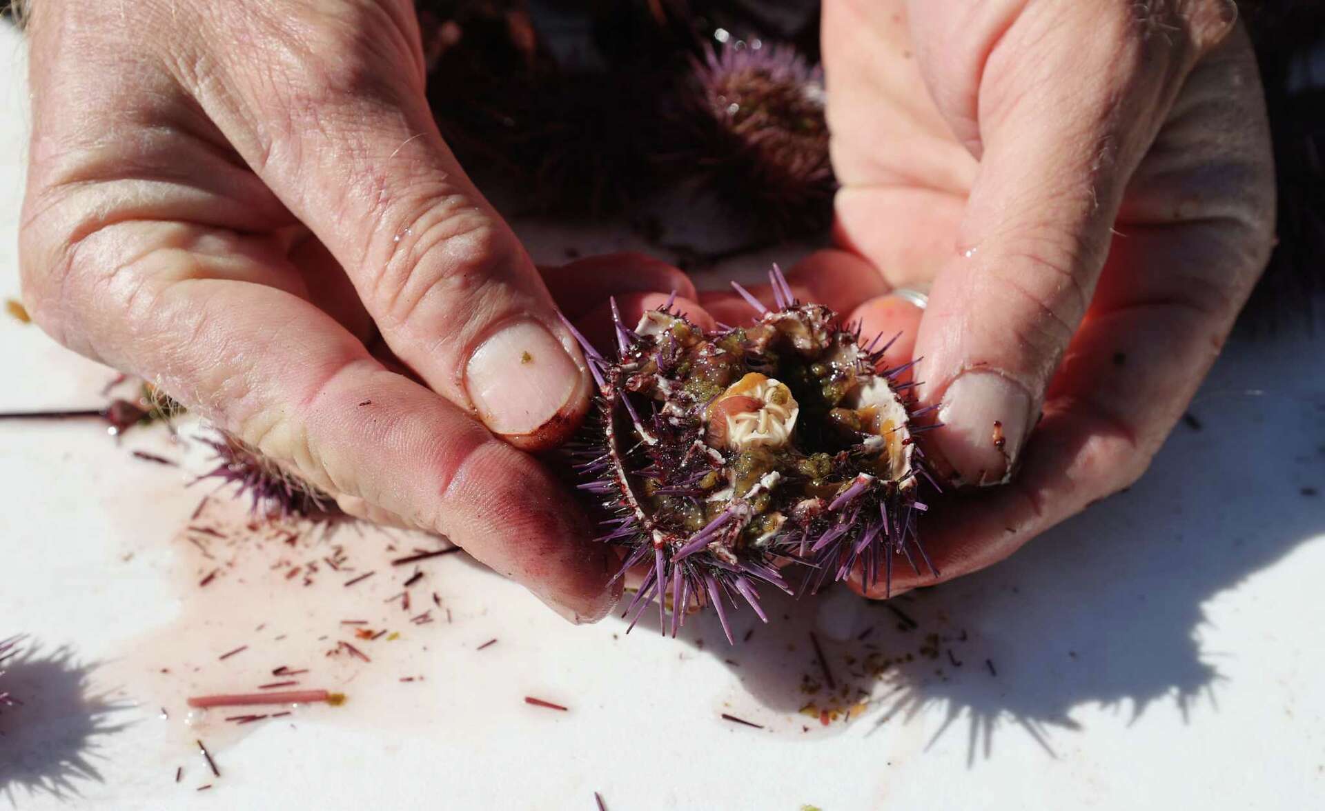 Hope for kelp restoration in California, as underwater forest returns ...