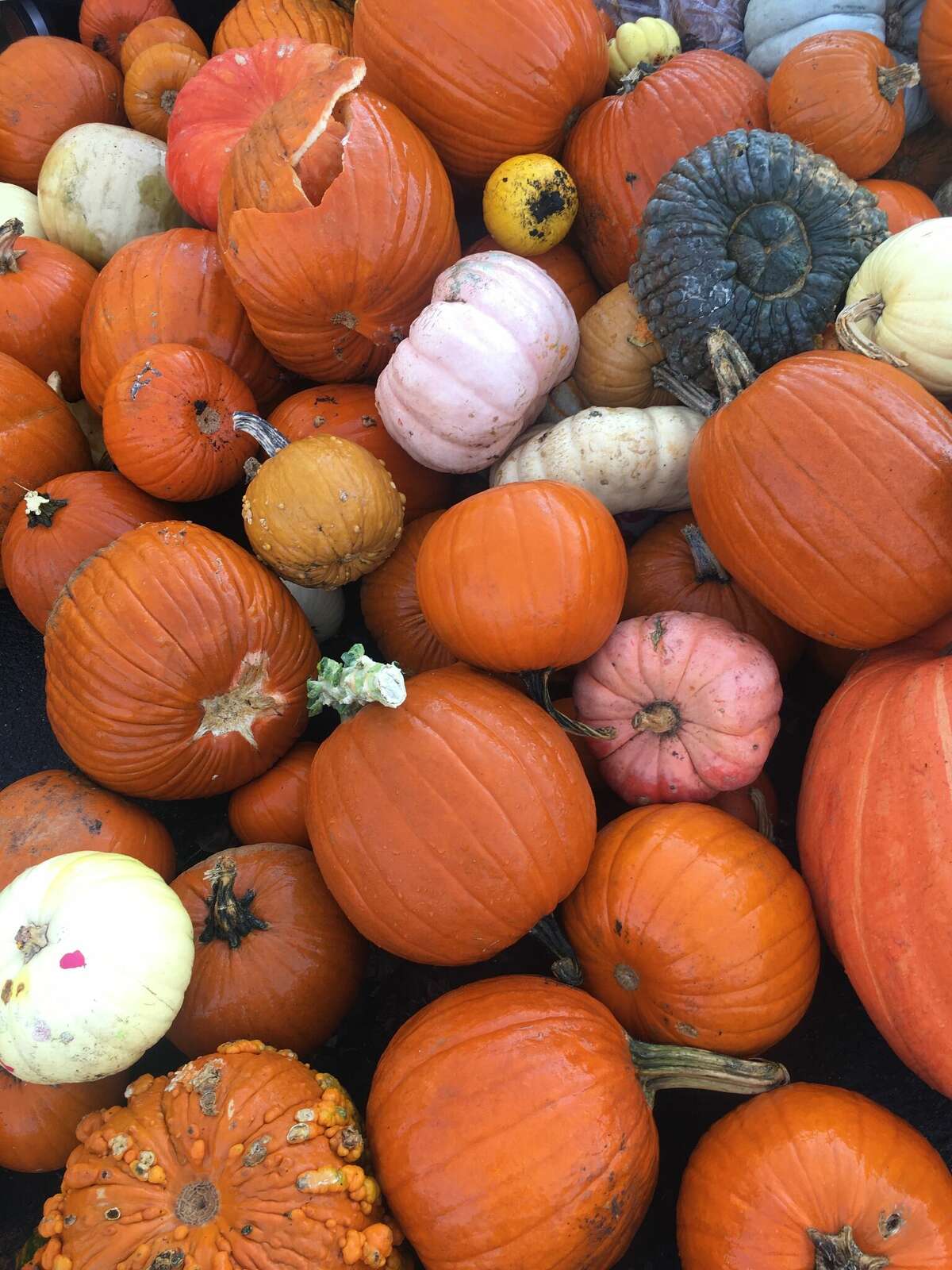 Greenwich group holds pumpkin-composting event post-Halloween