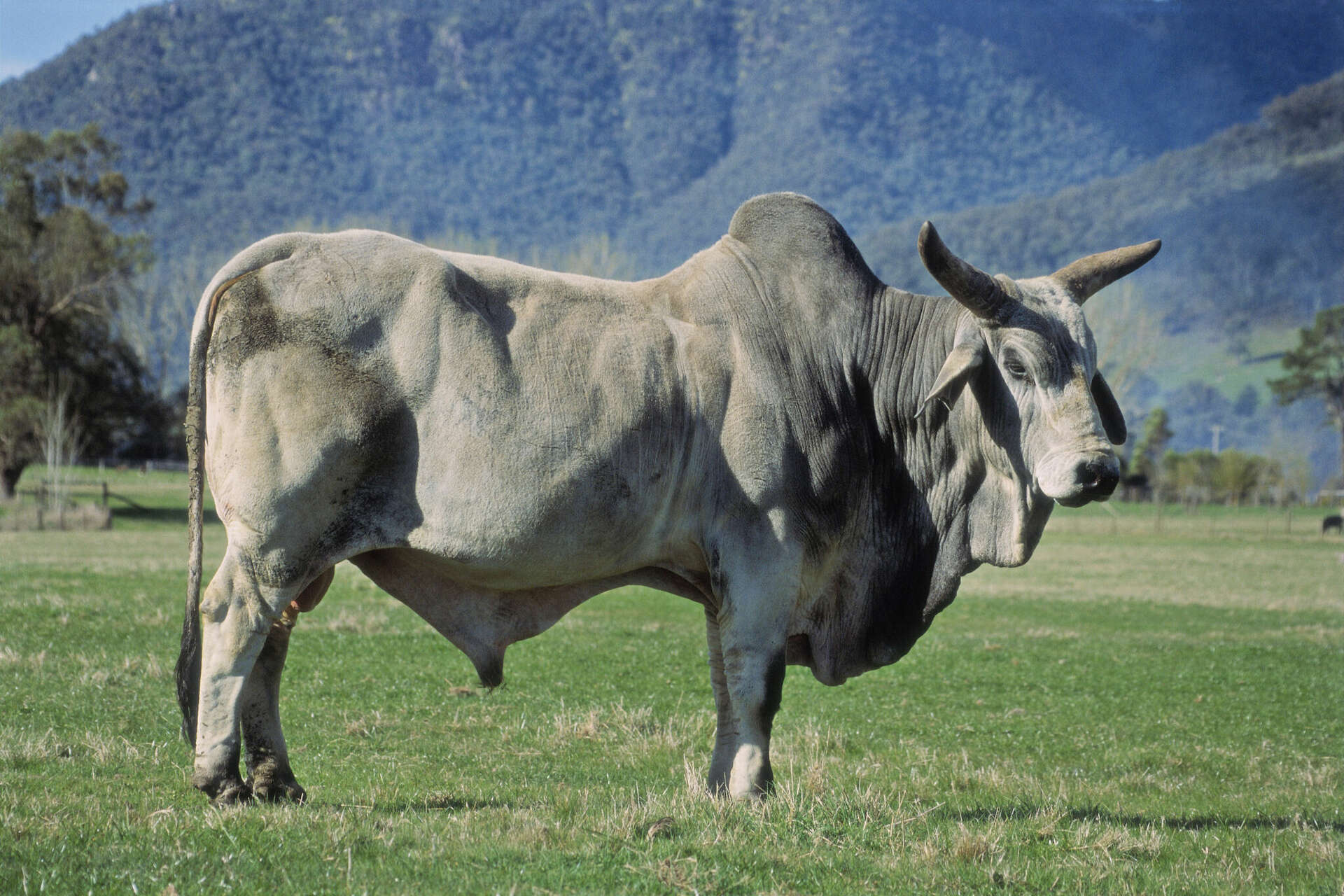 What is a Brahma? The new San Antonio XFL mascot explained