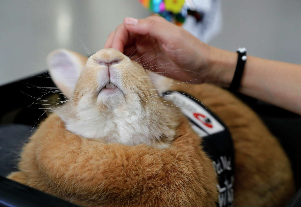 Actually enjoy flying out of SFO with these best-kept secrets