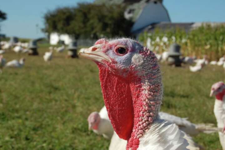 9 CT farms selling local farm-raised turkeys for Thanksgiving