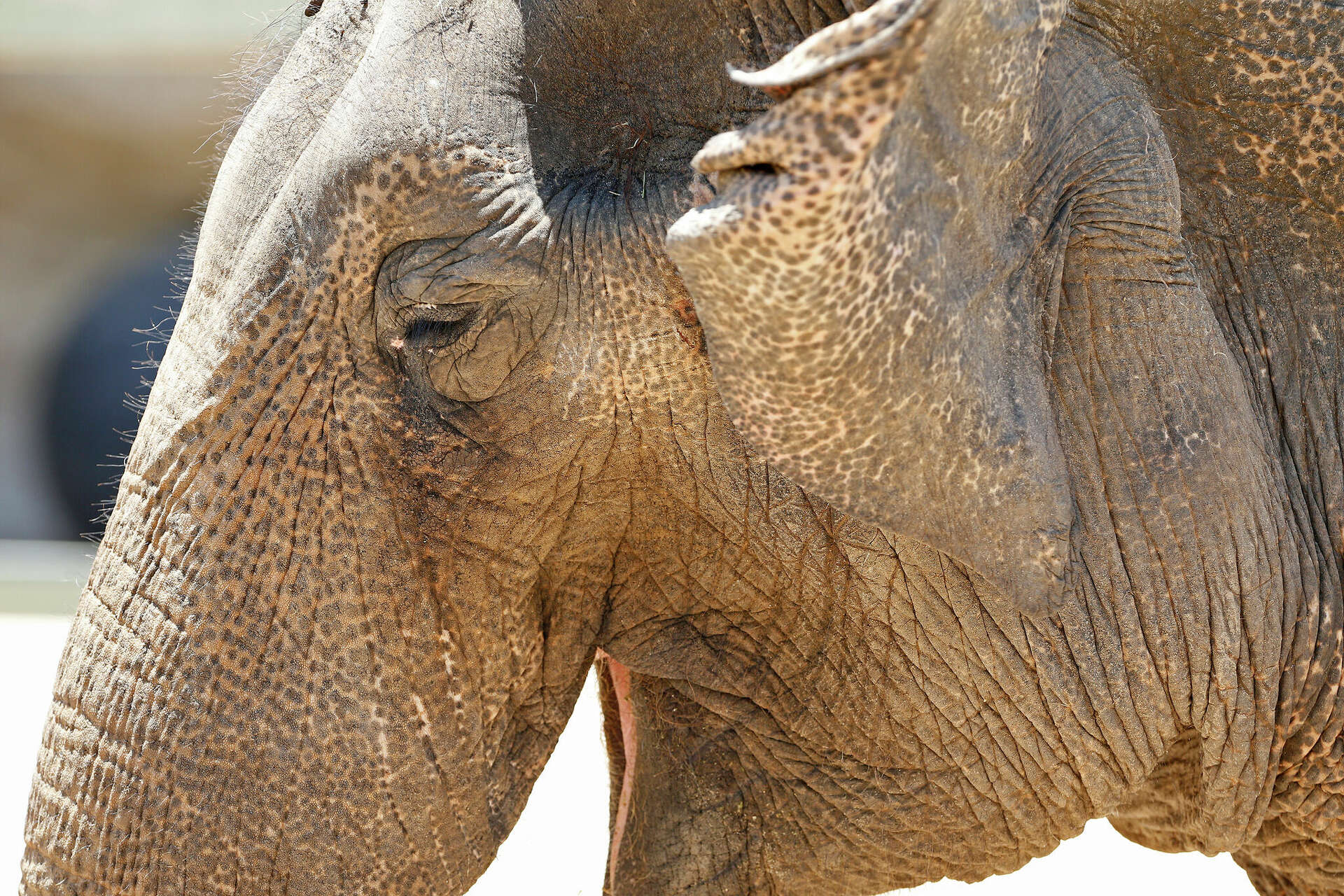 San Antonio Zoo euthanizes Lucky, the 62-year-old Asian elephant