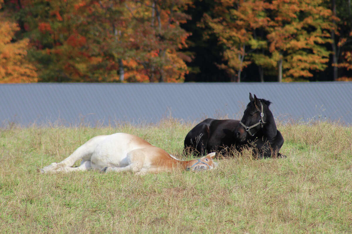 Horses in Morley soak up the autum sun