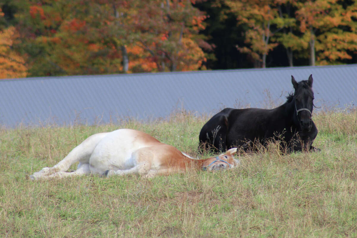 Horses in Morley soak up the autum sun