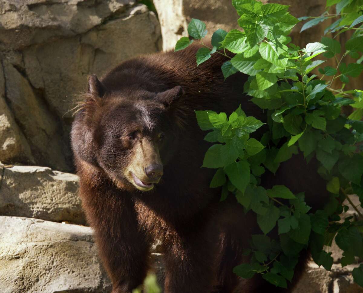 Houston Zoo adopts Claud, a mischievous 2-year-old orphaned black bear