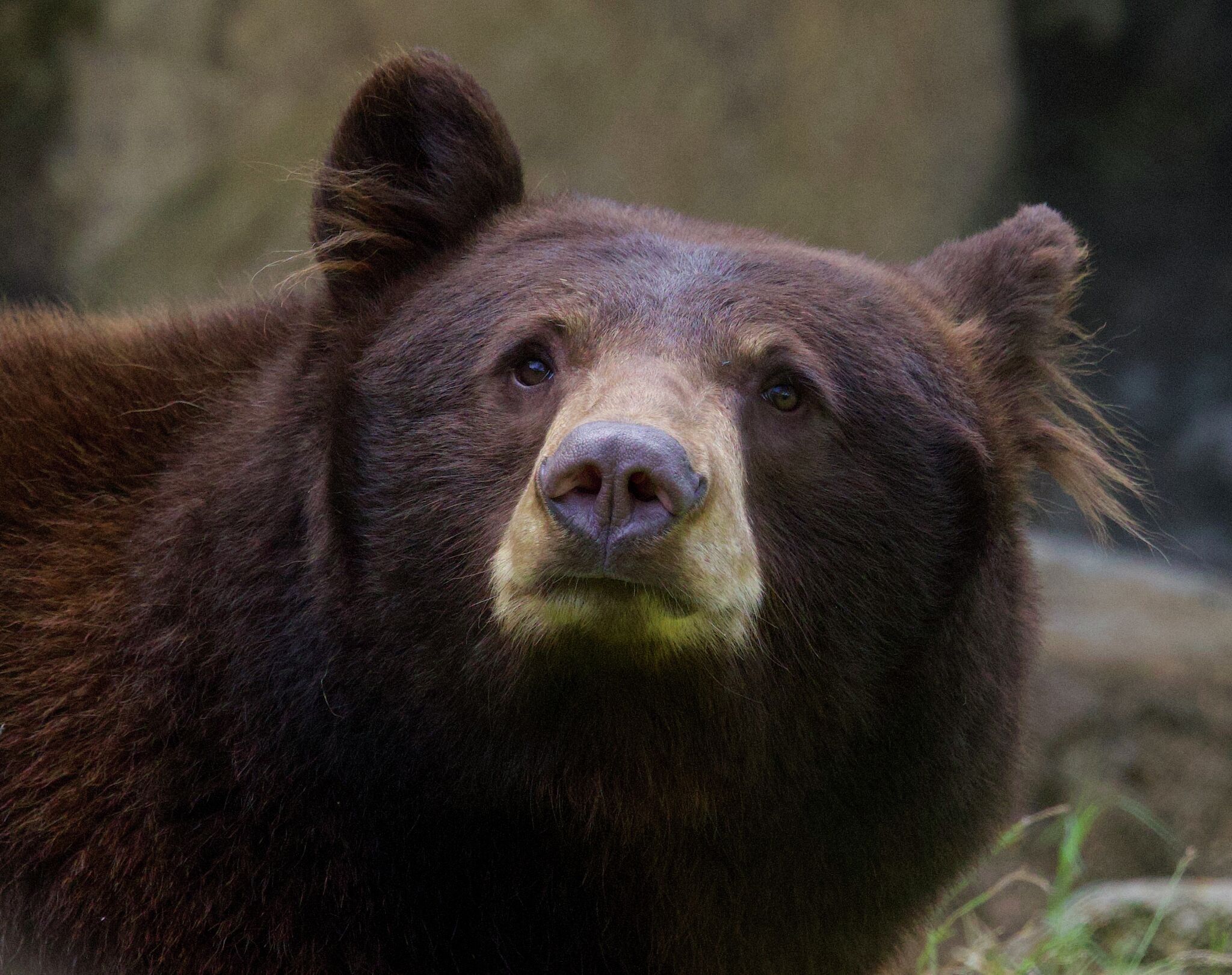 Houston Zoo Adopts Claud A Mischievous 2 year old Orphaned Black Bear Houston Zoo Adopts Claud A Mischievous 2 year old Orphaned Black Bear