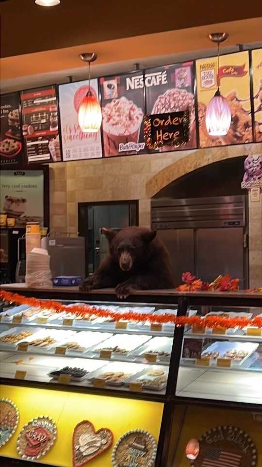 VIDEO: Bear breaks into Nestlé Toll House Café in California