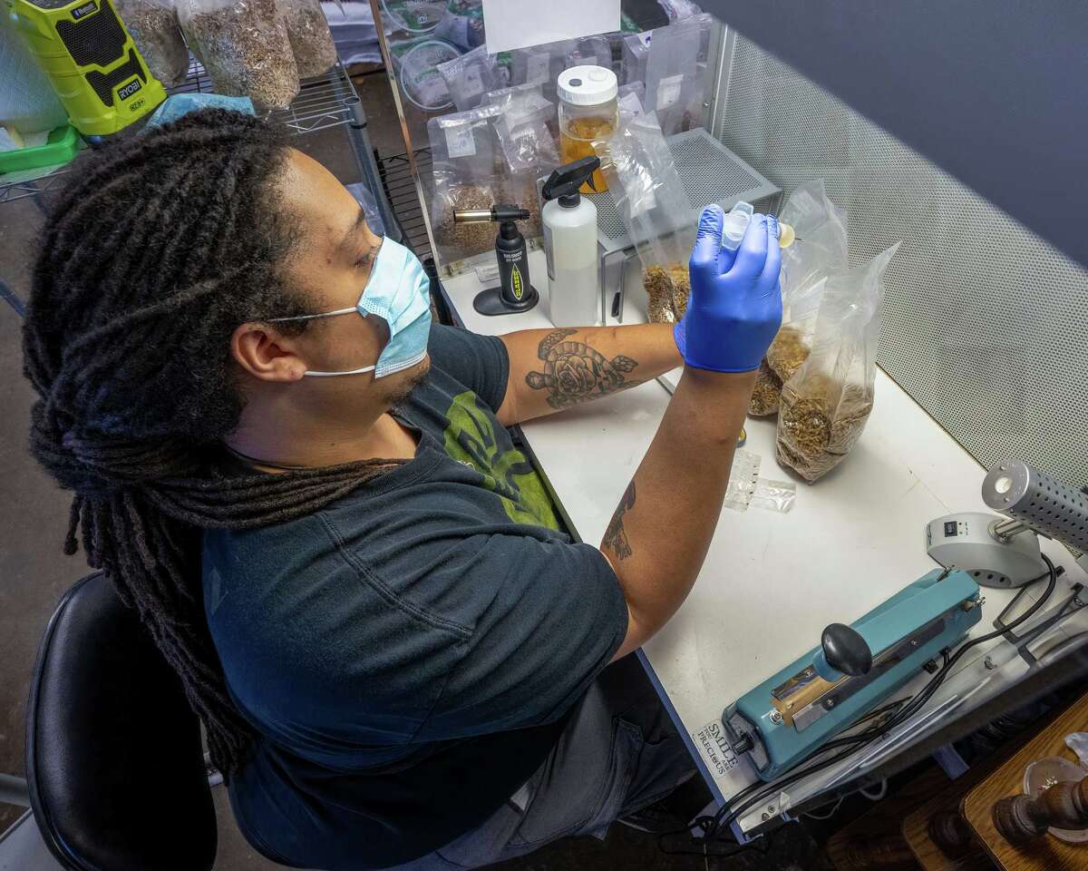 Mushrooms, psylocibin growing interests for Troy's Collar City Mushrooms