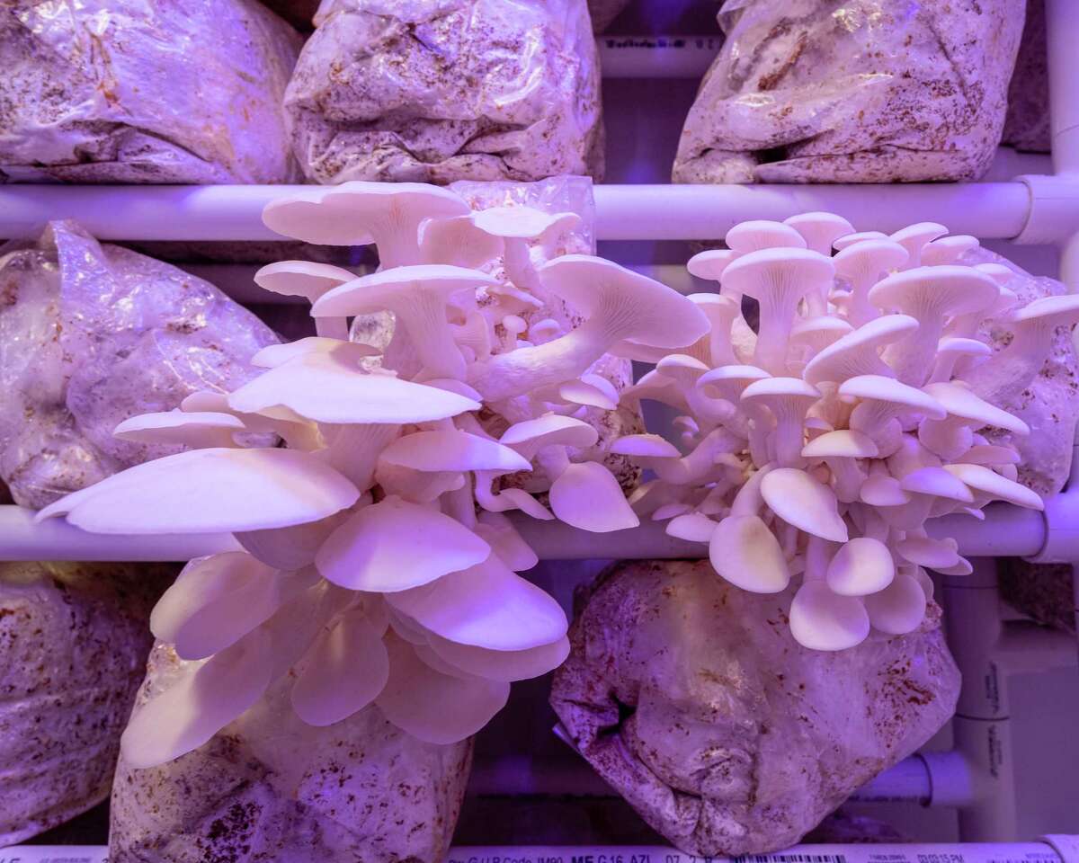 Mushrooms, psylocibin growing interests for Troy's Collar City Mushrooms