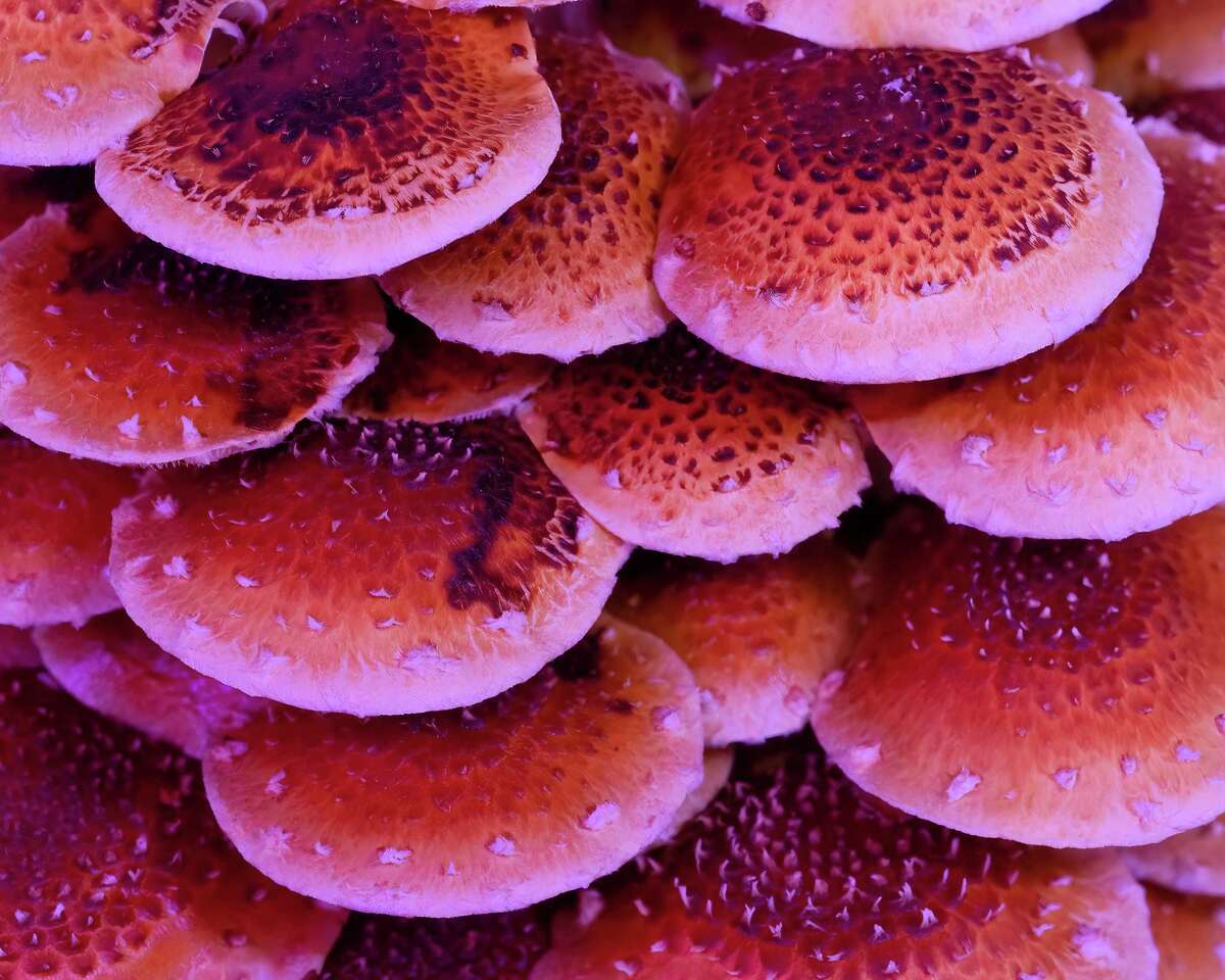 Mushrooms, psylocibin growing interests for Troy's Collar City Mushrooms