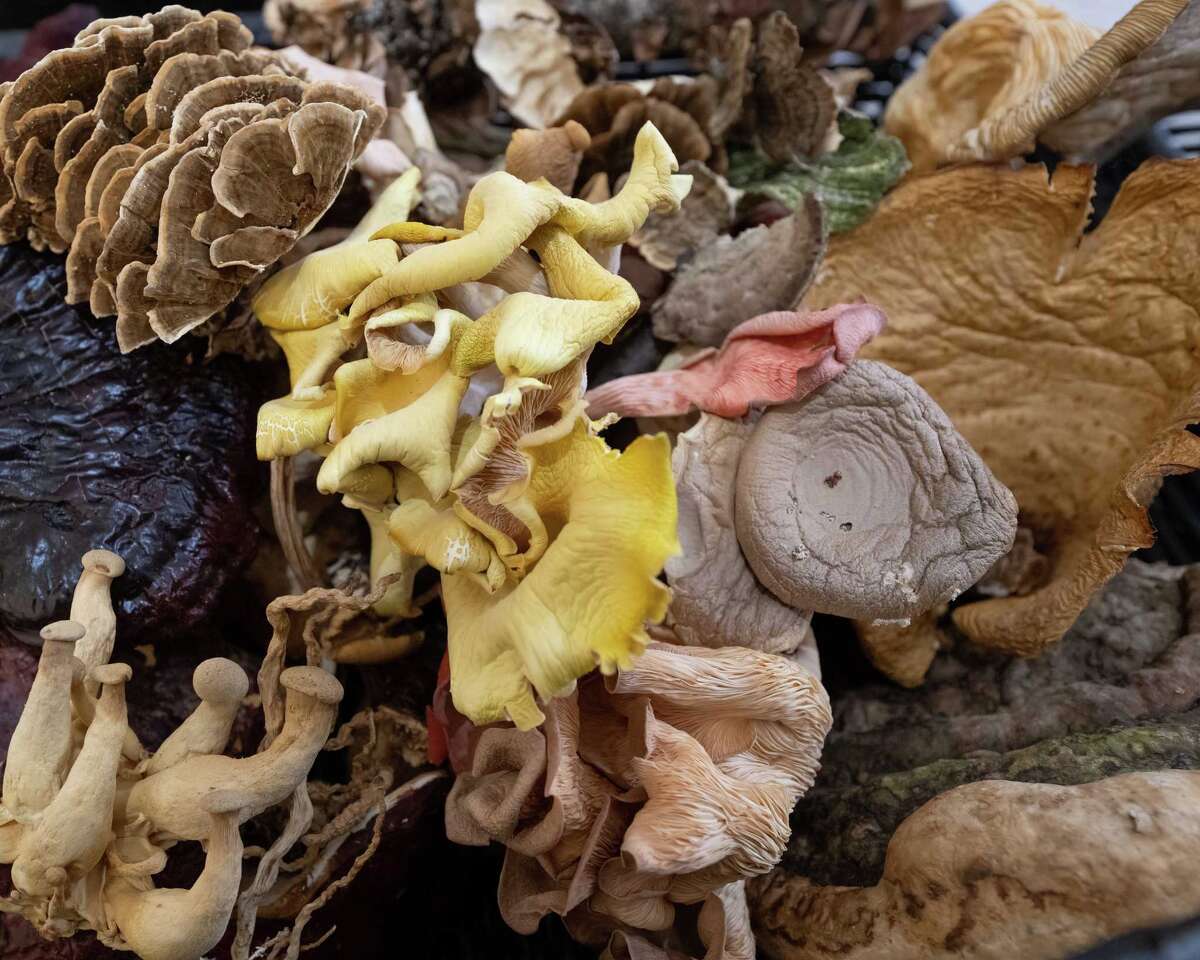 Mushrooms, psylocibin growing interests for Troy's Collar City Mushrooms