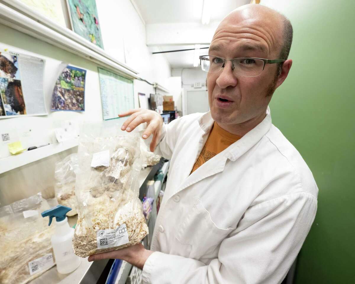 Mushrooms, psylocibin growing interests for Troy's Collar City Mushrooms