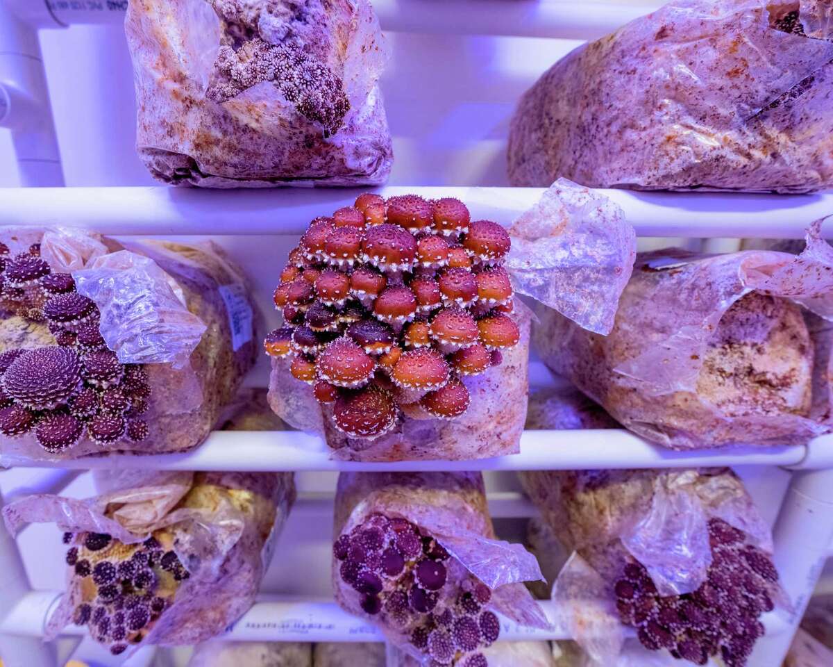 Mushrooms, psylocibin growing interests for Troy's Collar City Mushrooms