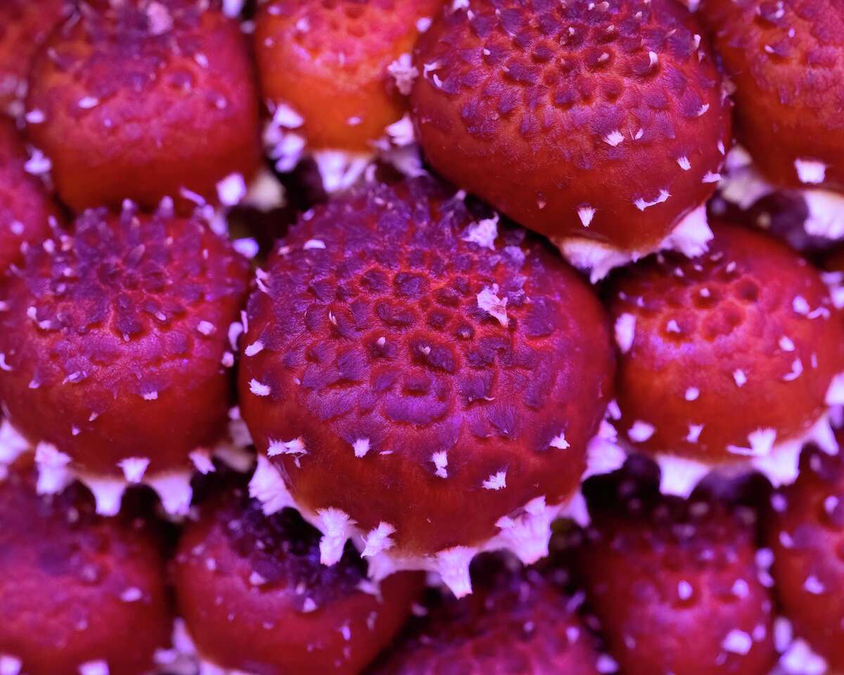 Mushrooms, psylocibin growing interests for Troy's Collar City Mushrooms