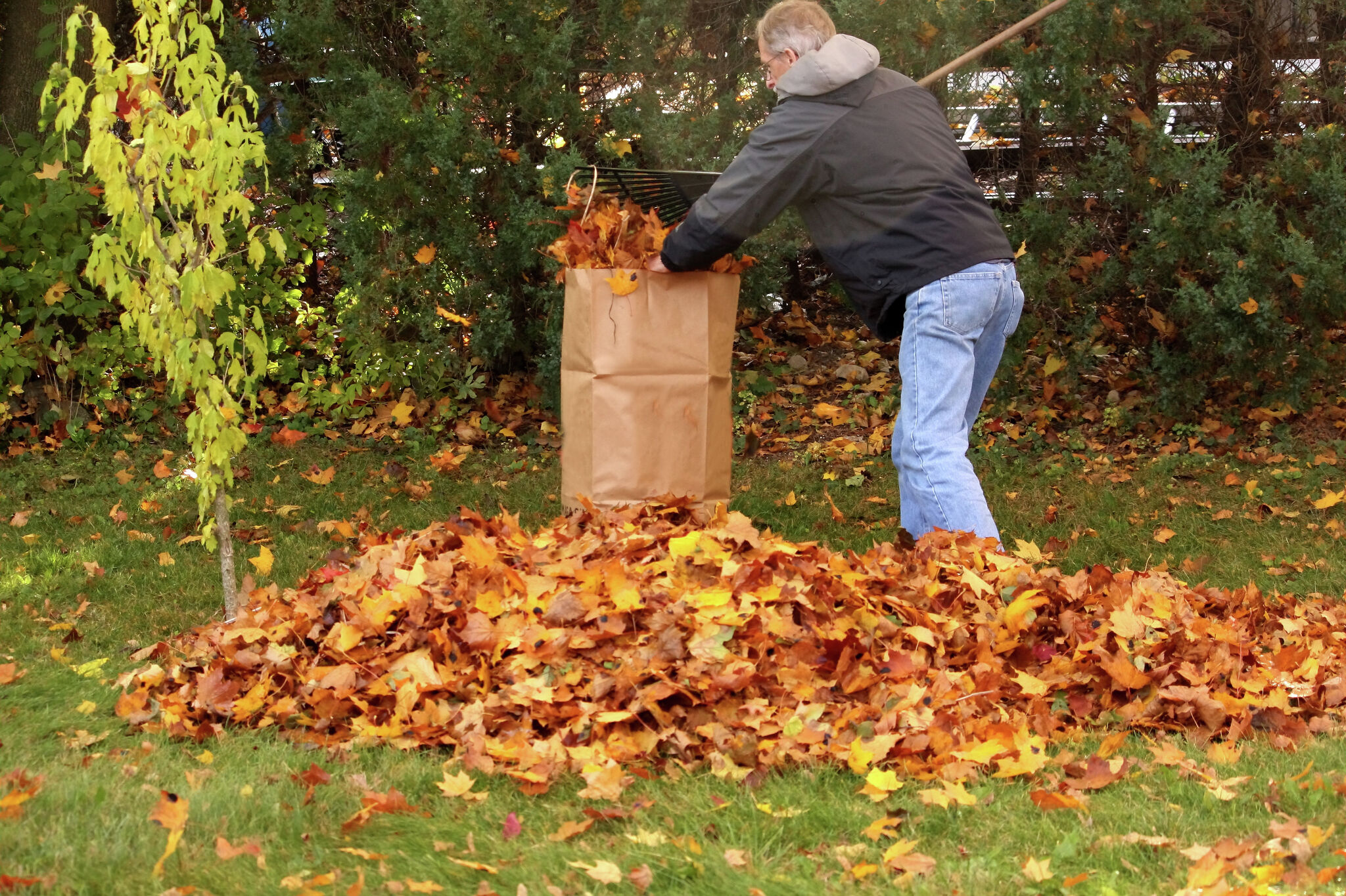 Jacksonville to pick up bagged leaves throughout November