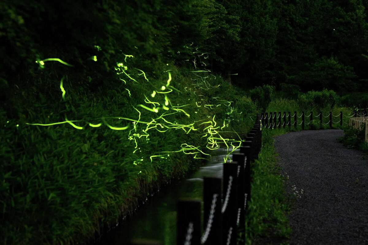 Light pollution, habitat loss threaten firefly species in New York