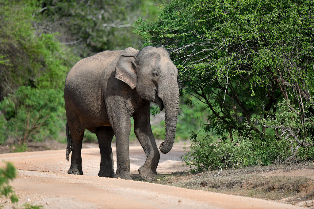 One of oldest US elephants passes away at SA Zoo. Lucky was 62