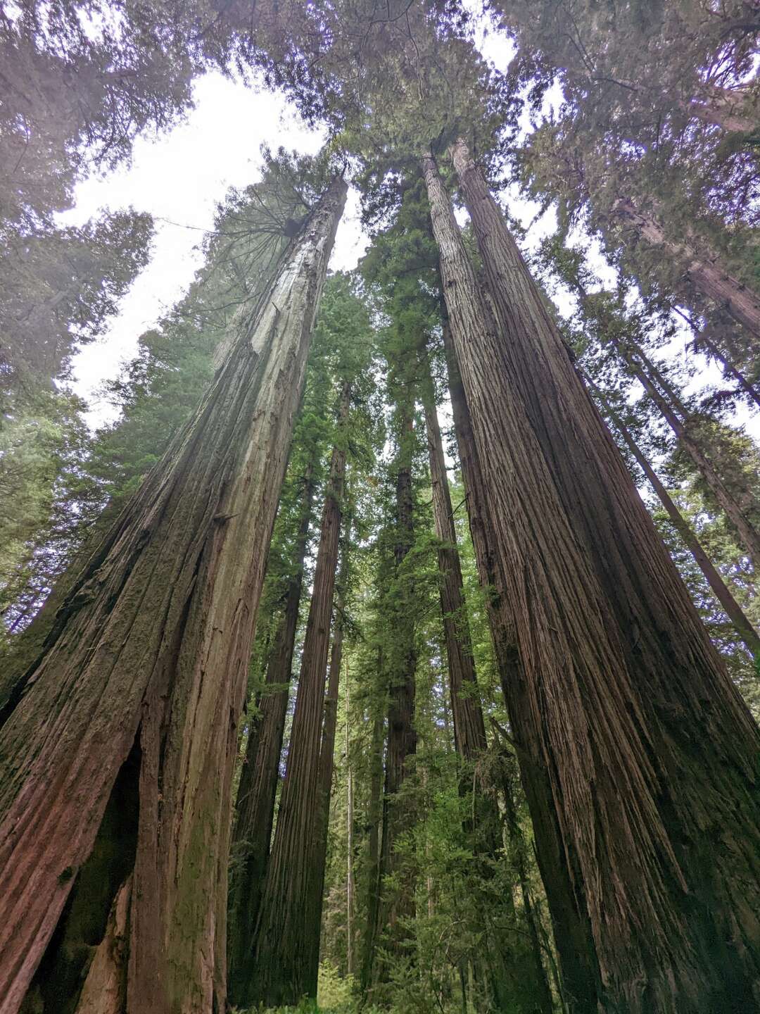 Hidden seascape rivaling Point Reyes in the NorCal redwoods