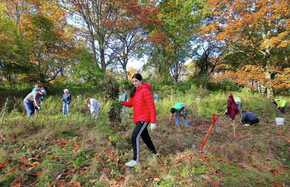 In photos: Friends of Greenwich Point hold ‘weed-and-seed’ event at ...