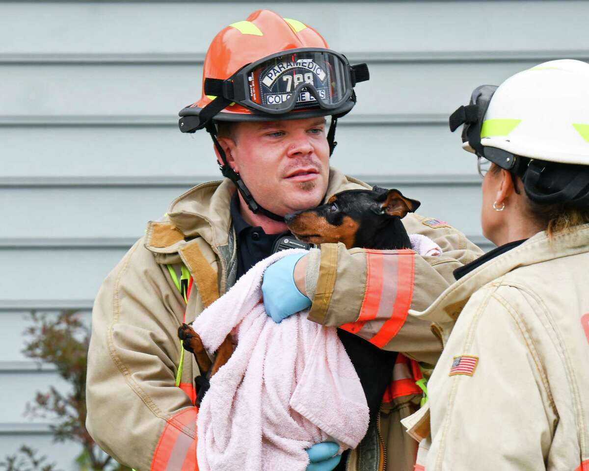 Firefighters rescue dogs from blaze in Menands
