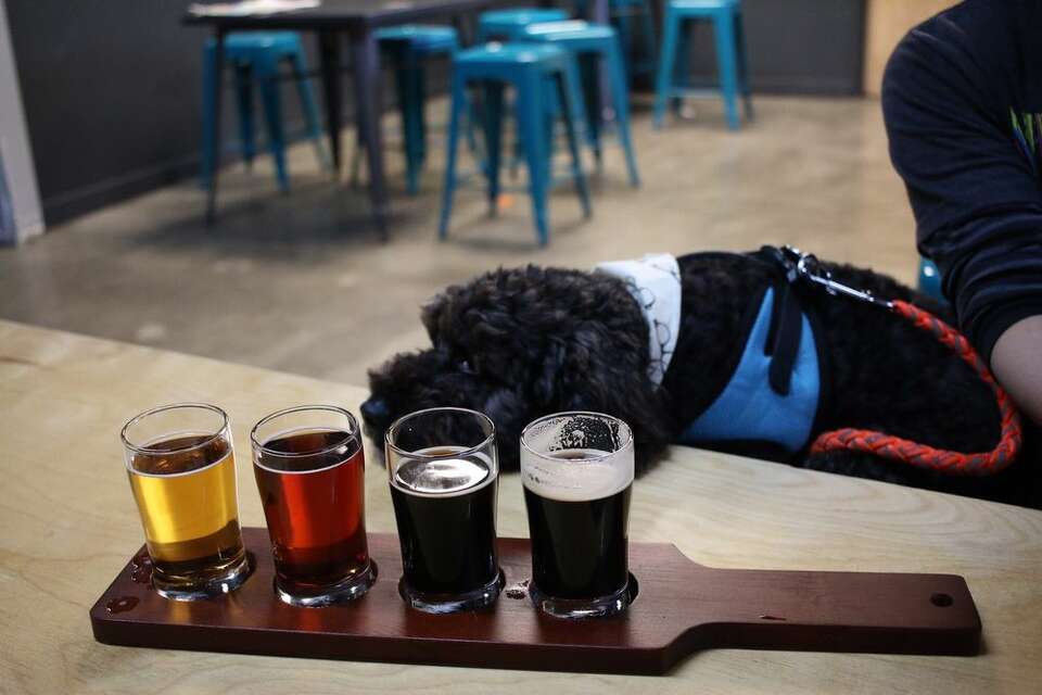 Bike Dog Brewing Company, NorCal's premier dog-friendly brewery