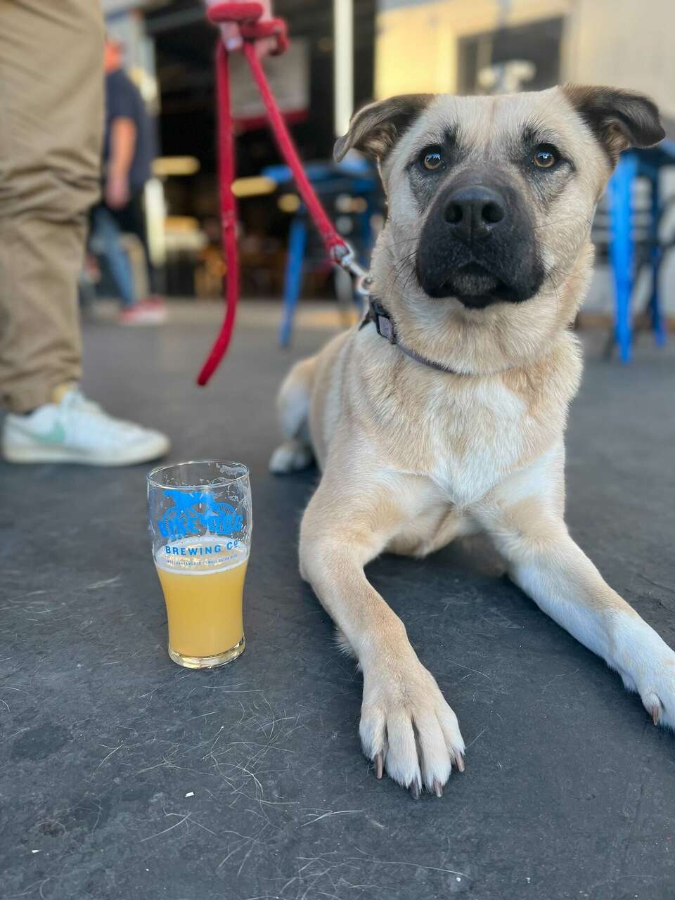 Bike Dog Brewing Company, NorCal's premier dog-friendly brewery