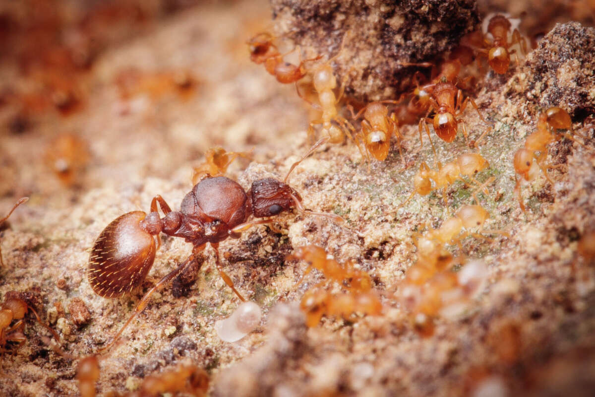 Little fire ants invade Kauai, 'rain down on people'