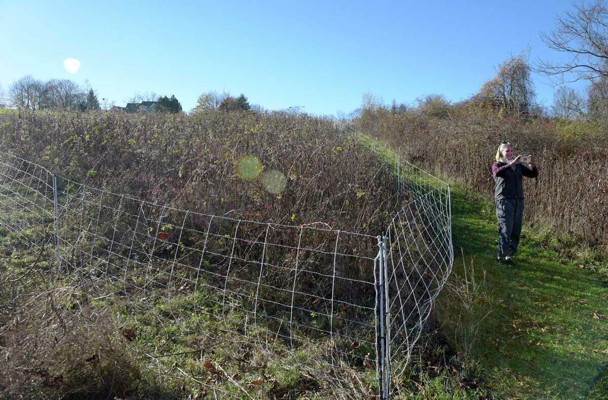 Fairfield looks to hire goats or sheep to combat invasive plants