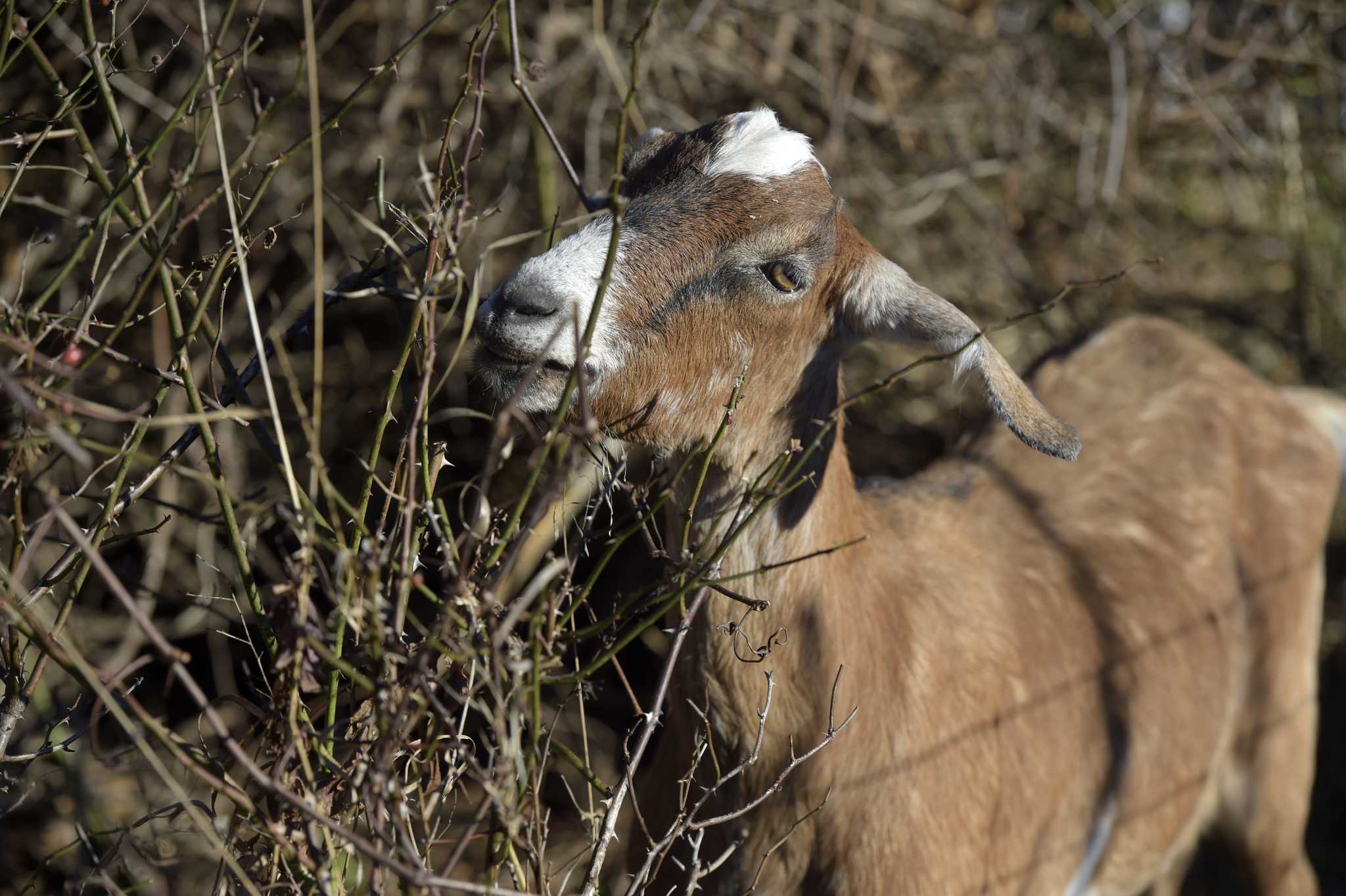 McKeon Farm in Ridgefield uses goats to munch on invasive plants