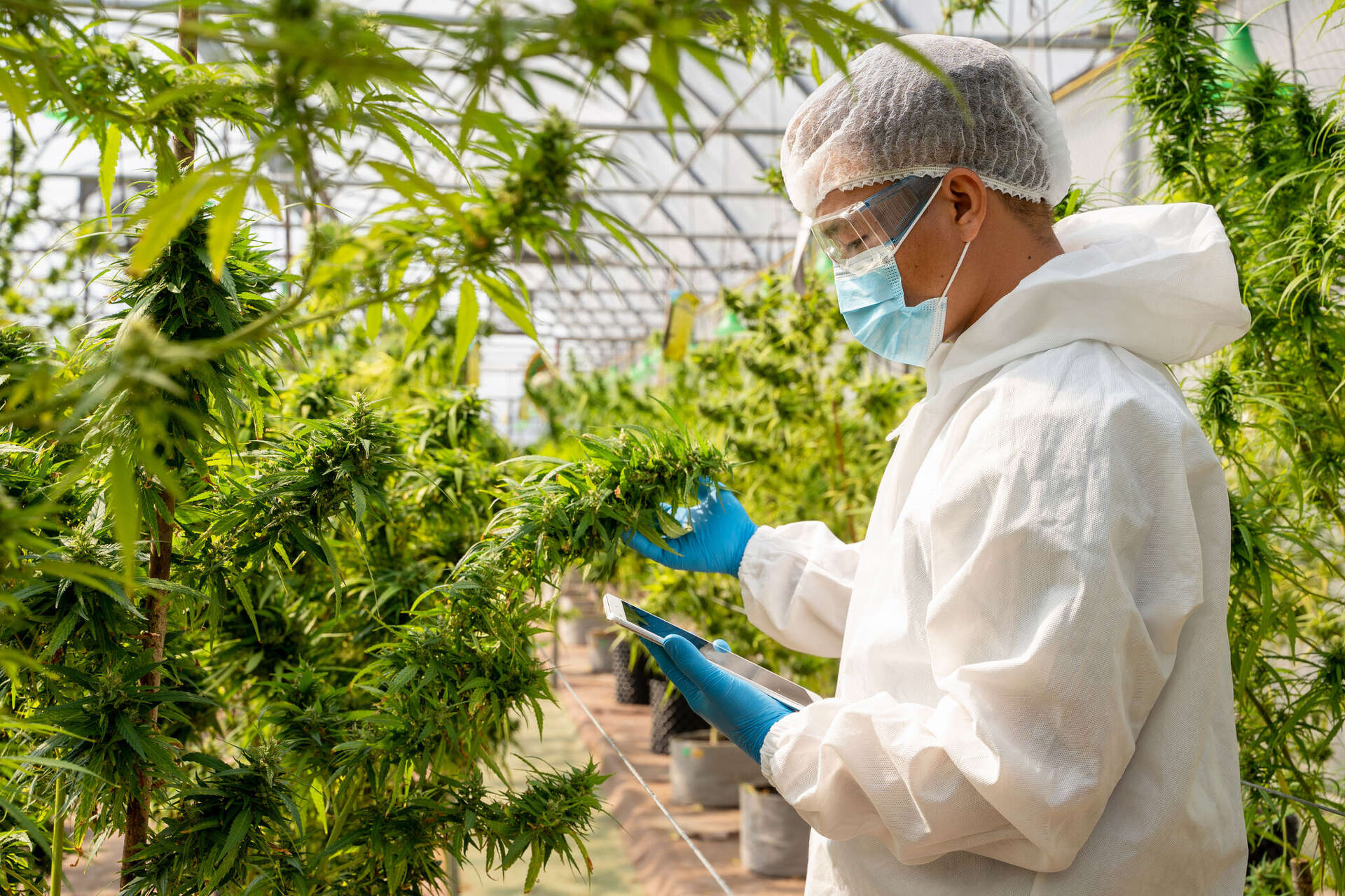 California cannabis companies sued for alleged THC fraud