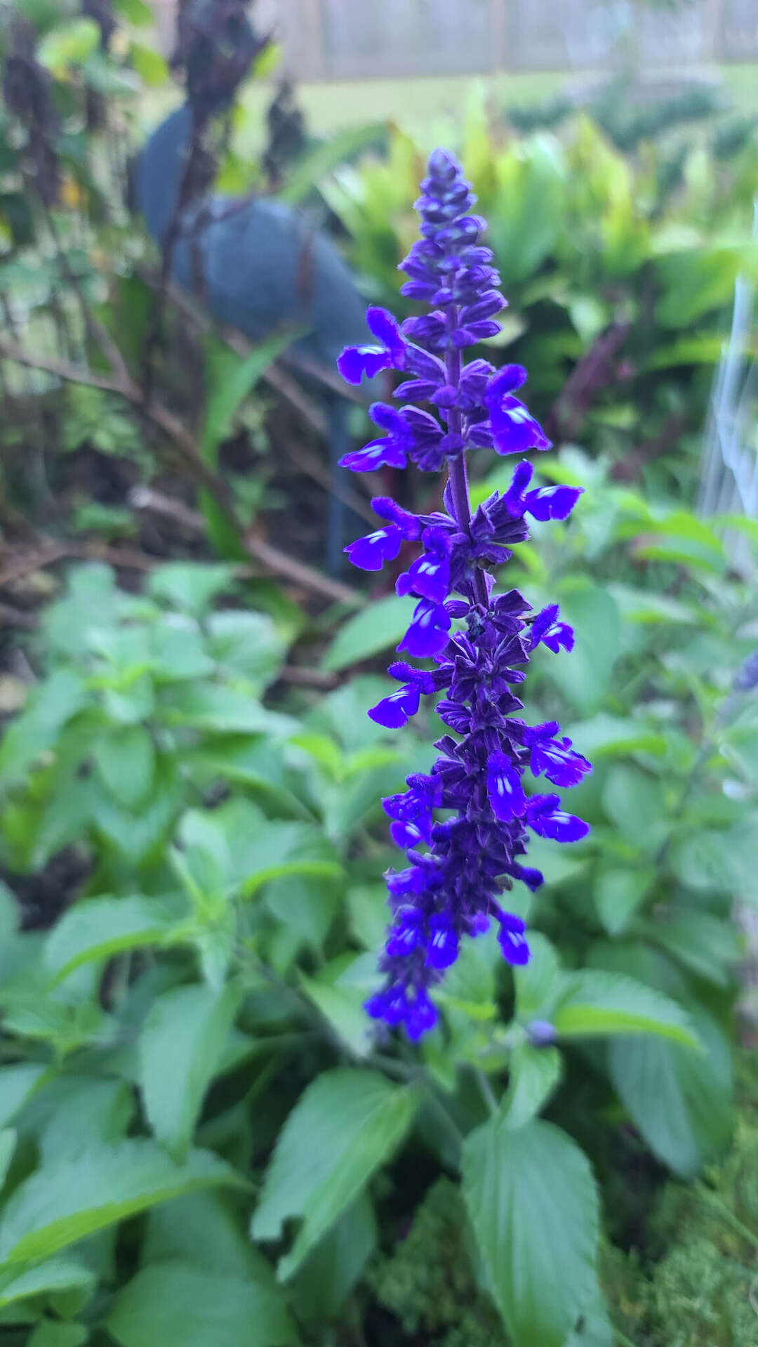 7 perennials that thrive in your Houston garden all summer
