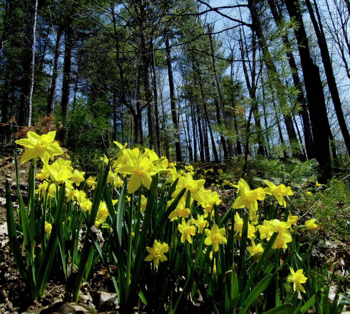 A river of gold among the trees