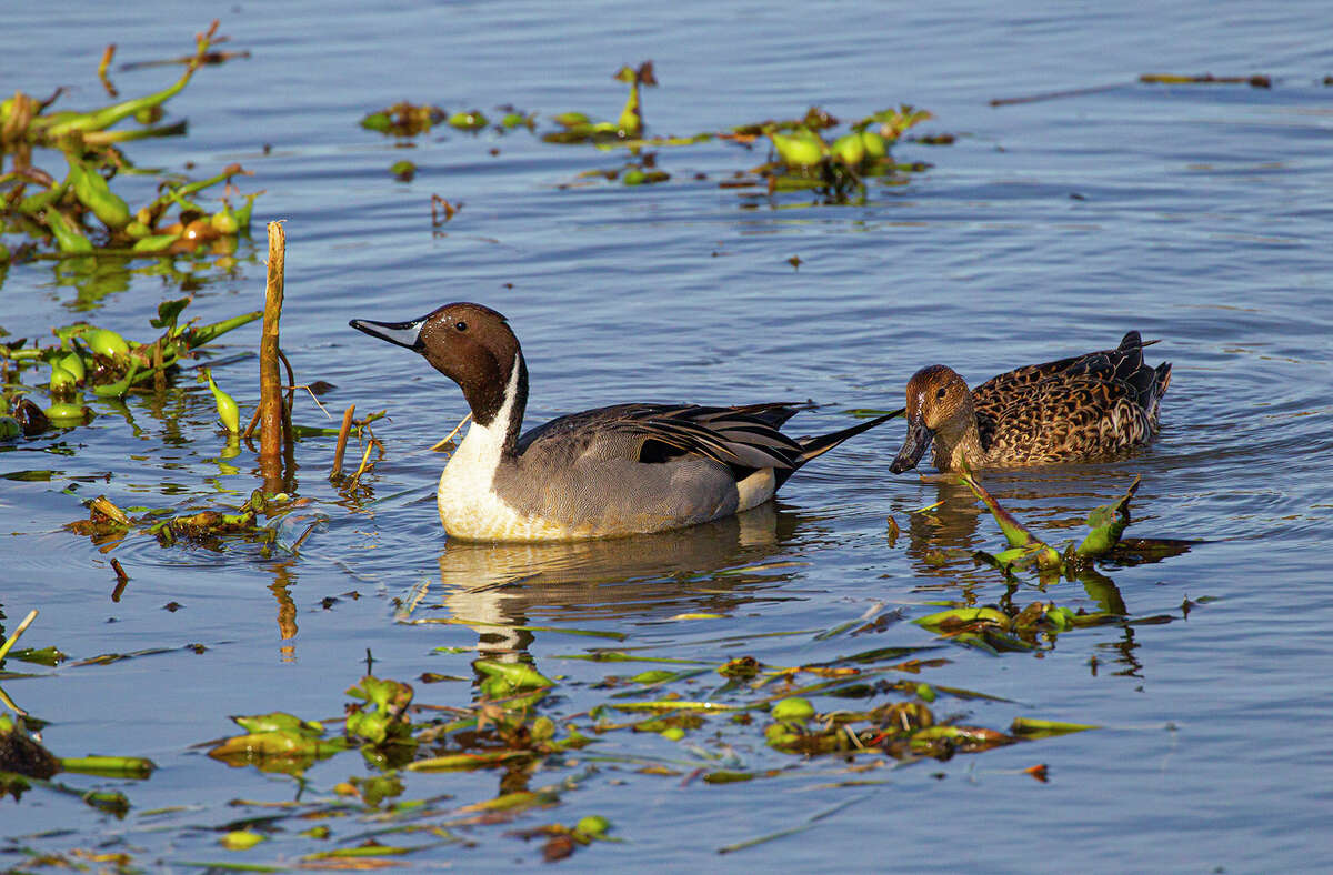 Wild ducks are spending the holidays in Texas. Here's what you need to ...