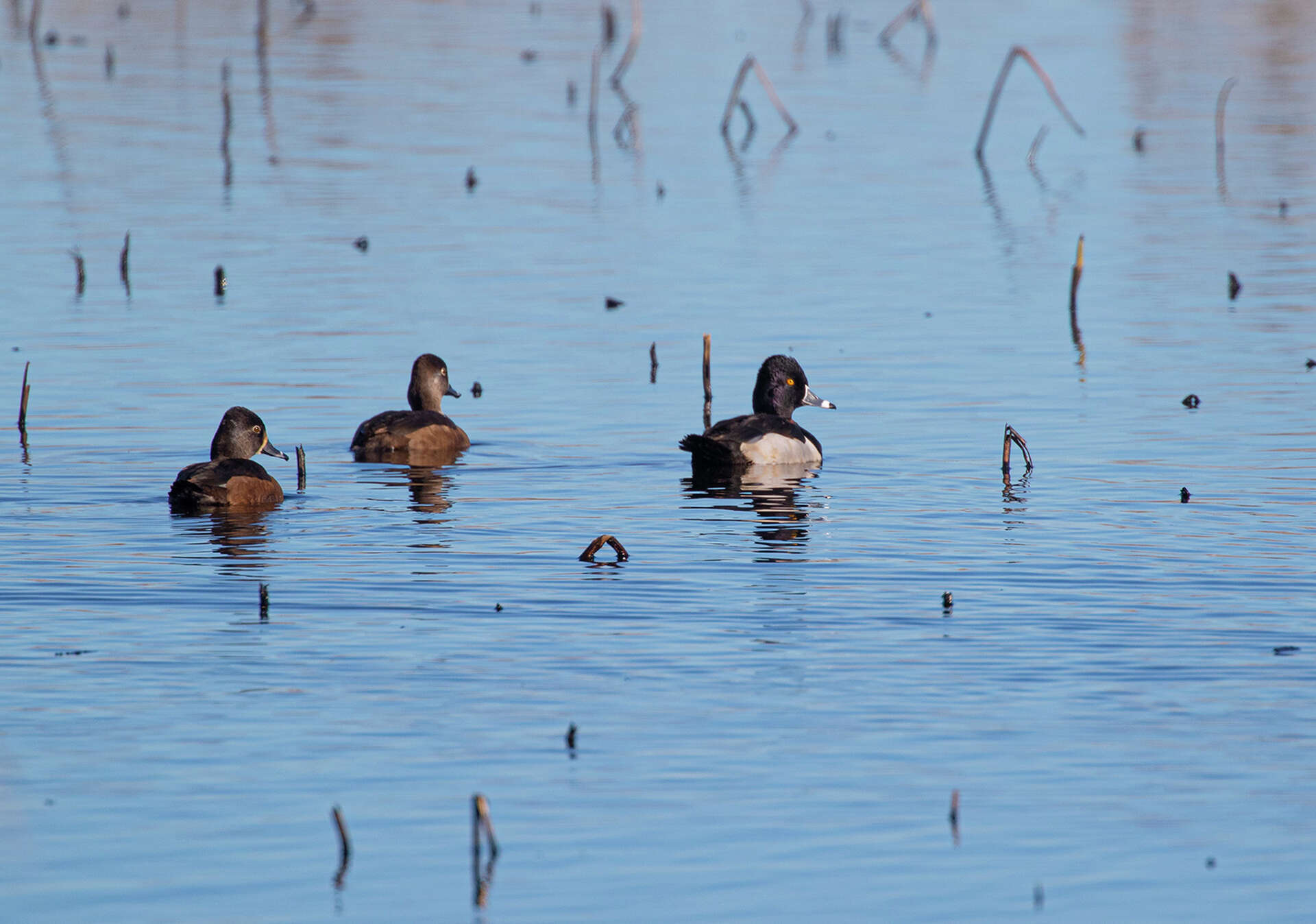 Wild ducks are spending the holidays in Texas. Here's what you need to ...