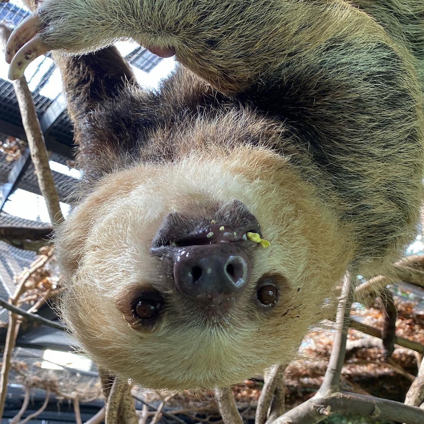 Rhubarb the Sloth voted in as Beardsley Zoo's newest mayor
