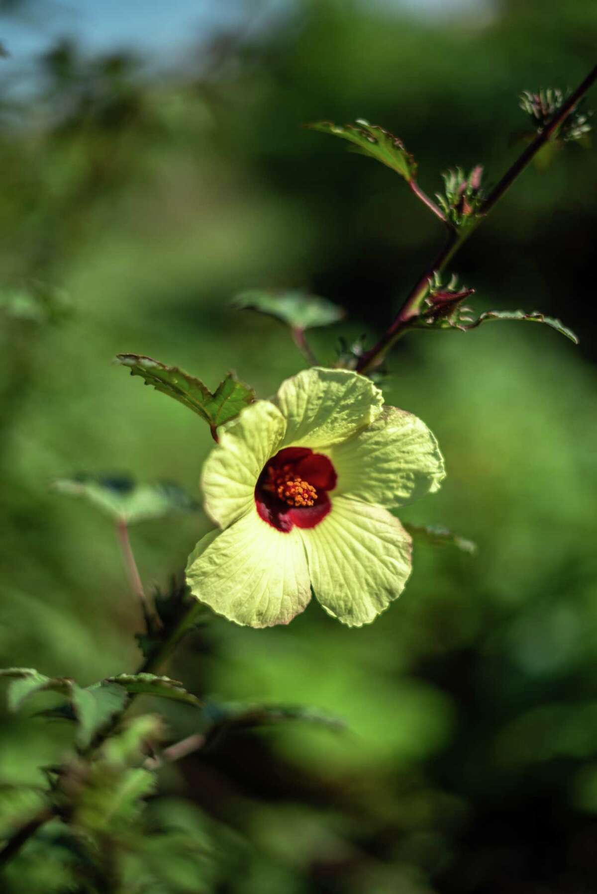 Houston community gardens allow residents to grow fresh produce