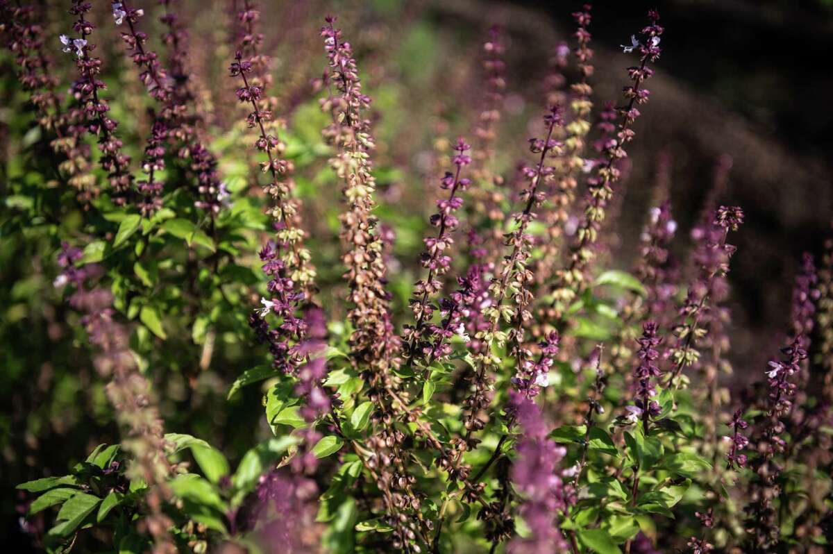 Houston community gardens allow residents to grow fresh produce