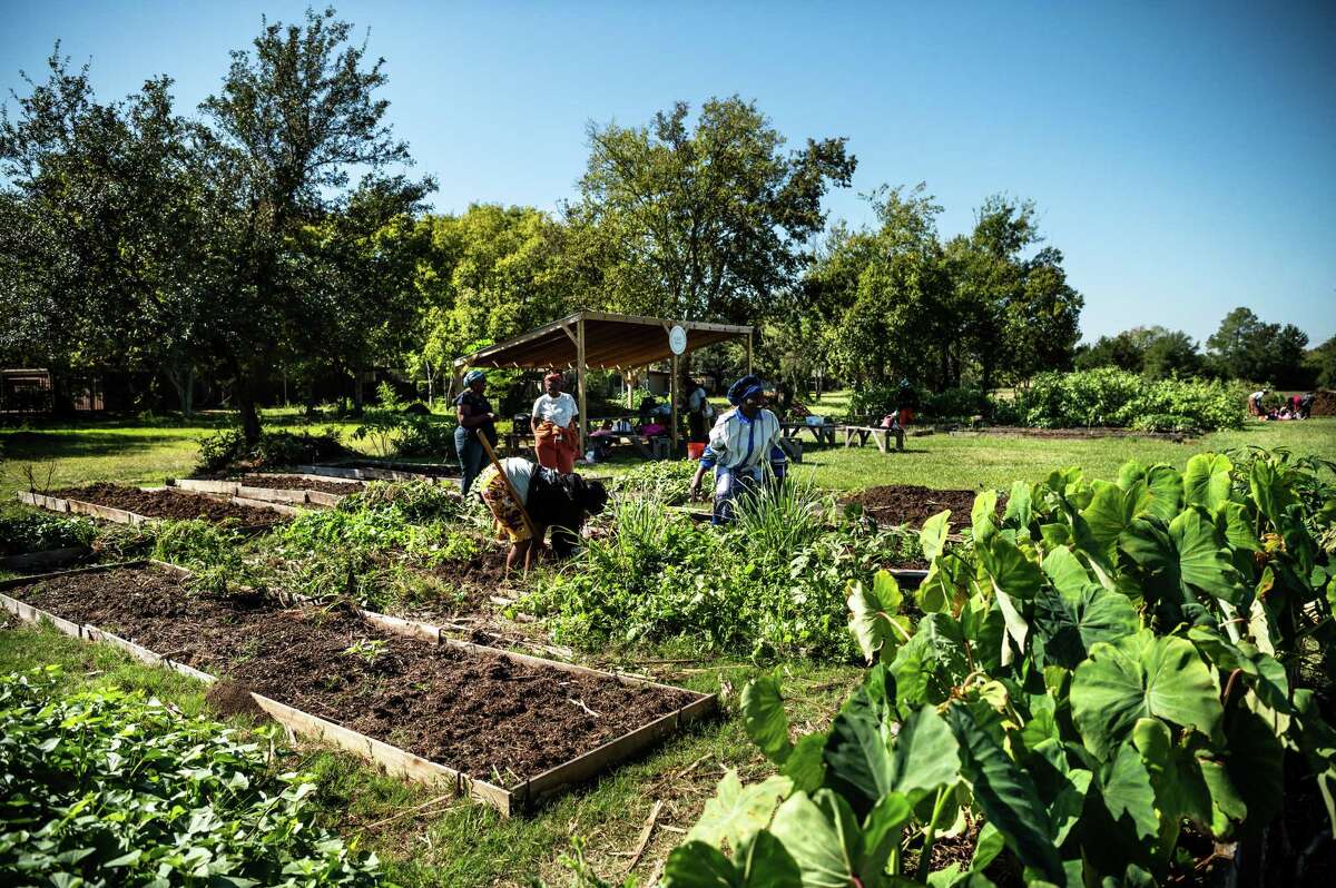 Novato Community Garden at Patrick Purcell blog