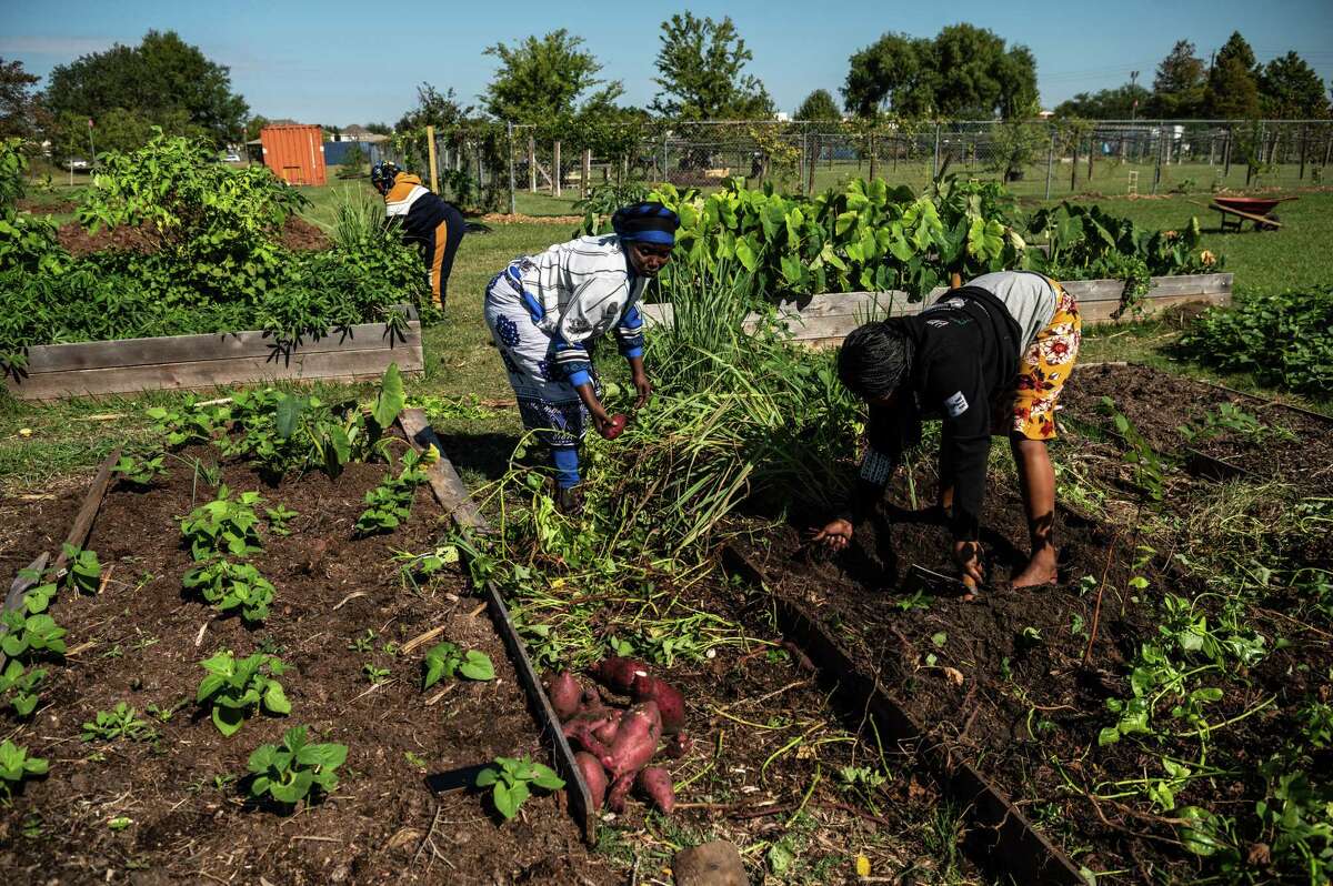 Houston community gardens allow residents to grow fresh produce