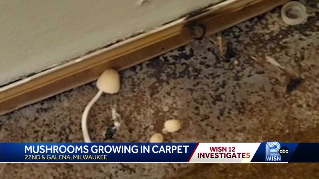 Moisture problem so bad in apartment mushrooms are growing in carpet