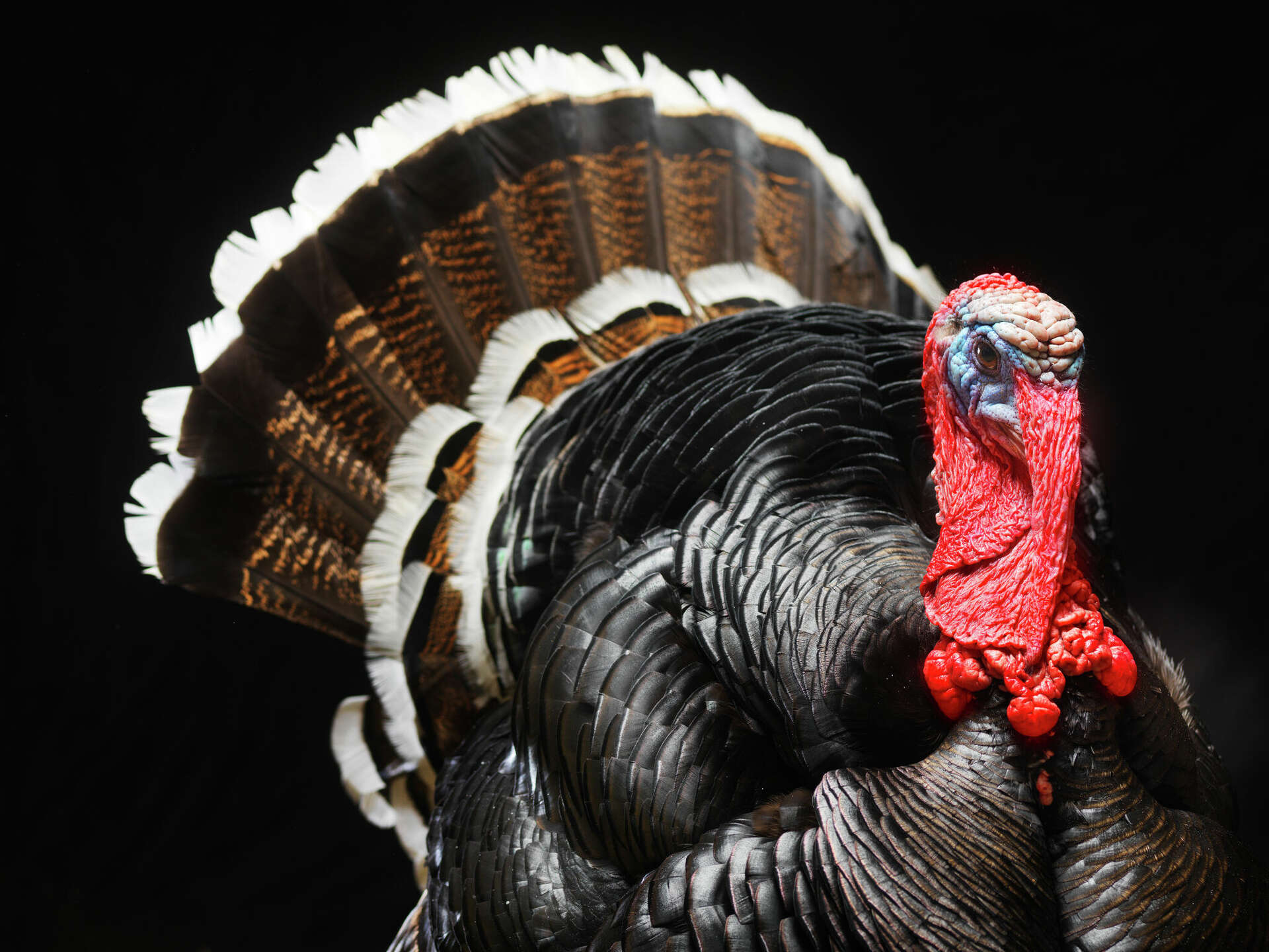 Why a mailman reportedly clubbed an 'enormous' wild turkey to death