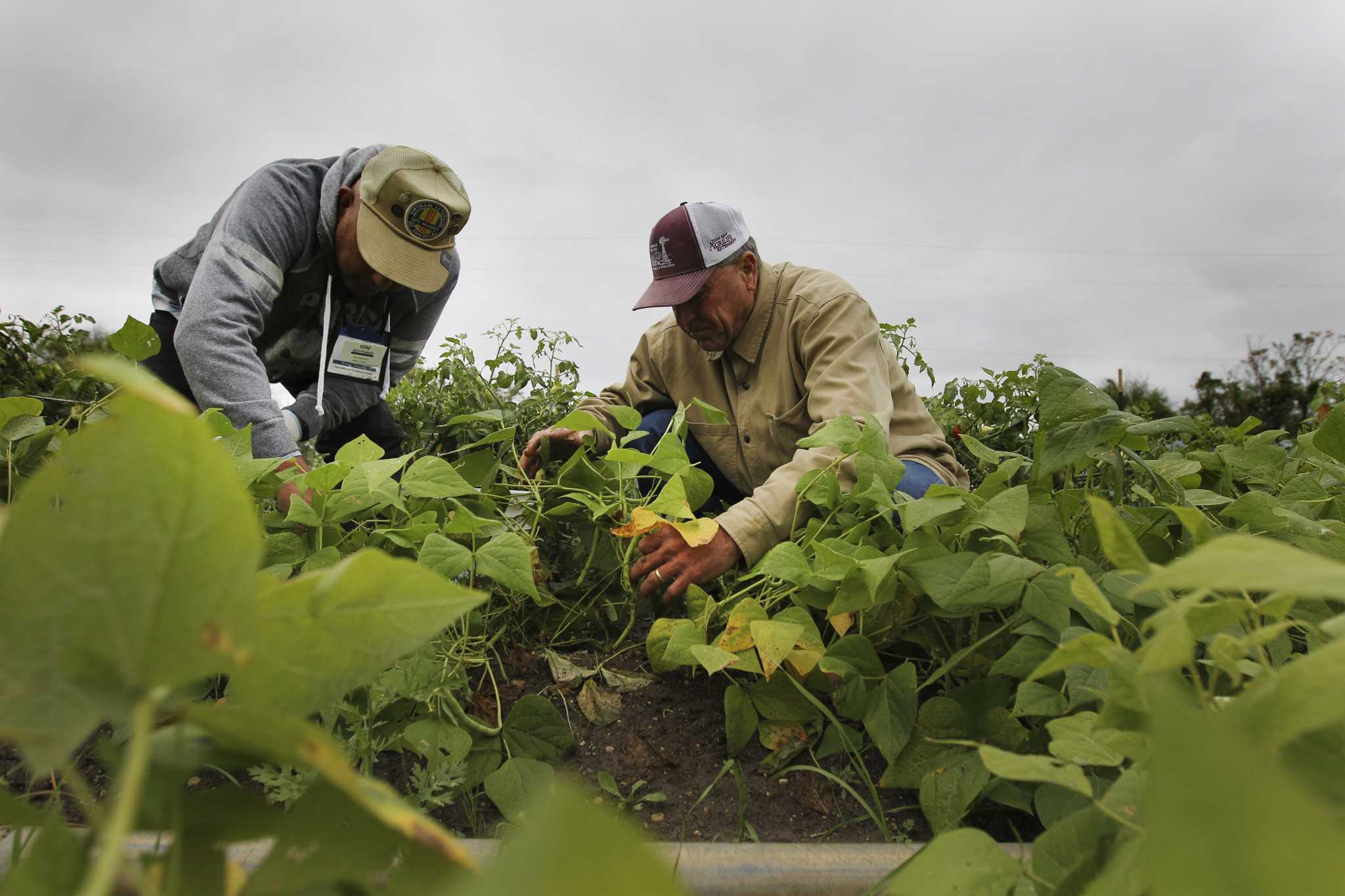 Texas A&M Agrilife program helps veterans become farmers