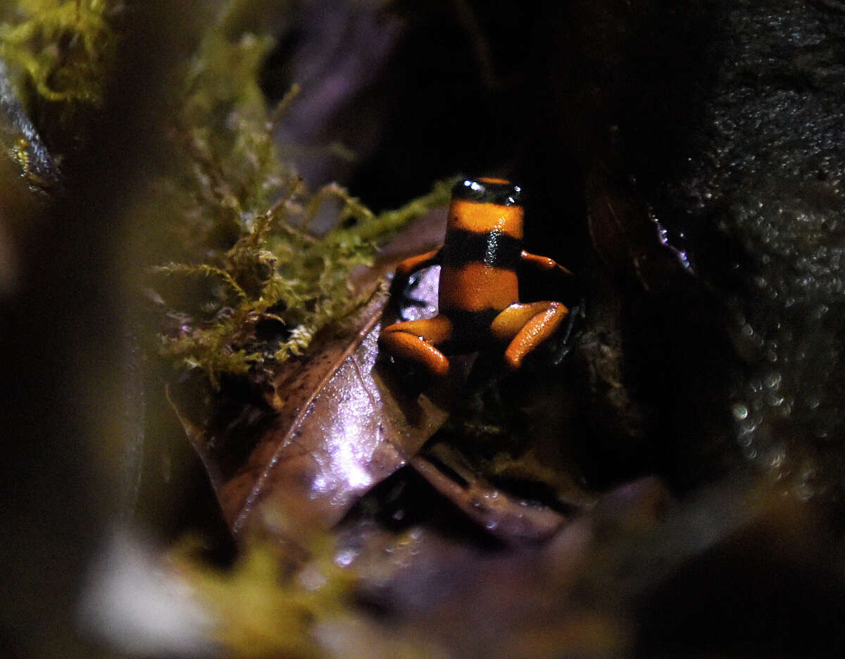 Stamford's King School breeds rare endangered frogs