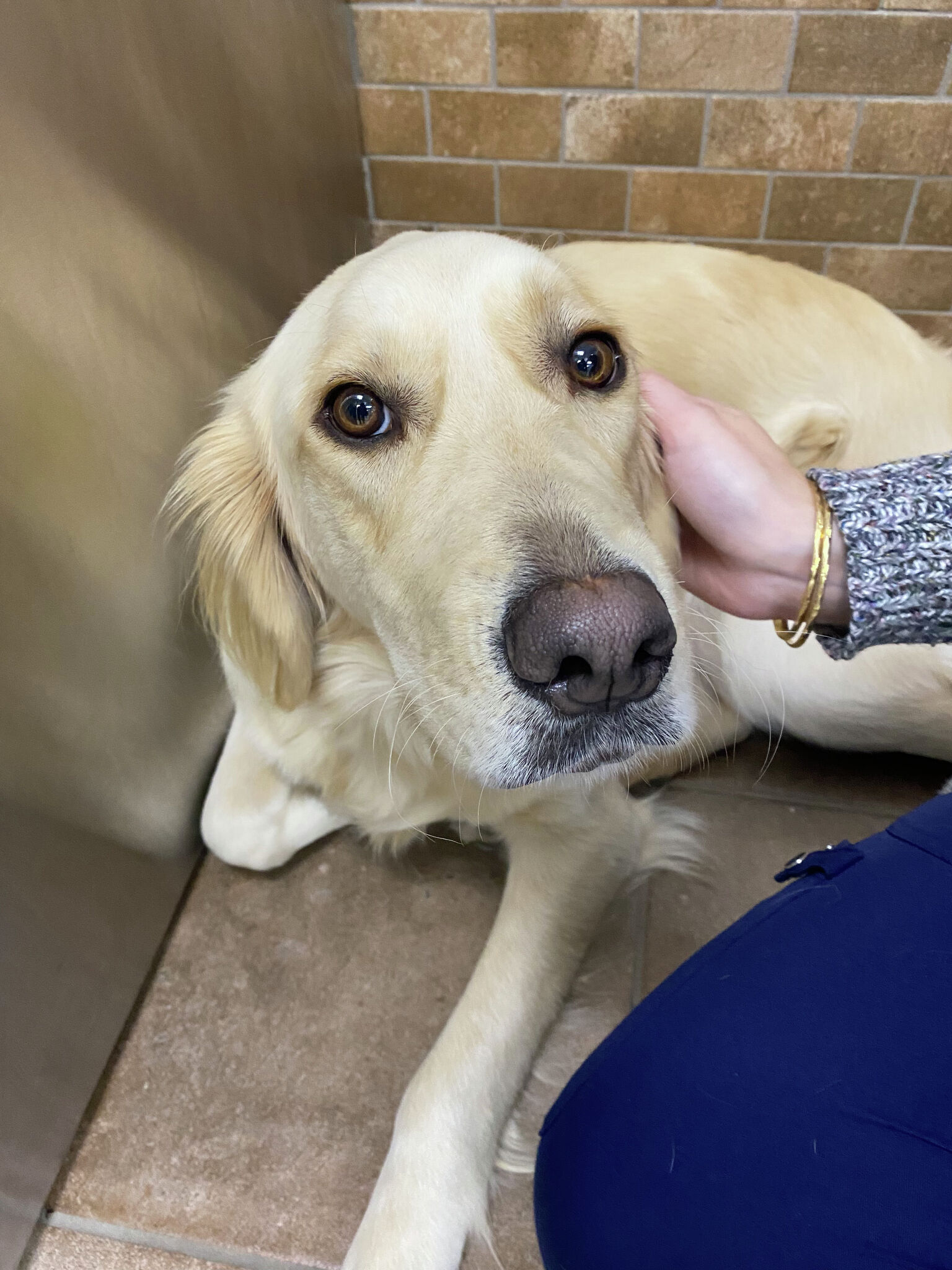 Home for the Holidays fundraiser to help pay animals' vet bills