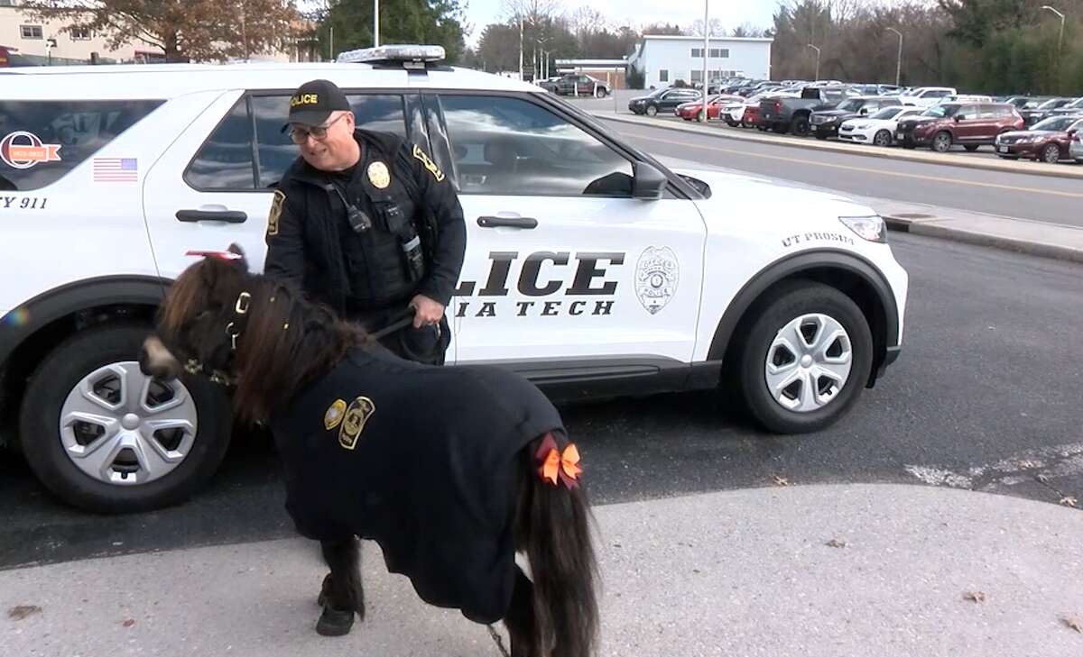 'He earns his hay': Meet Ringo the police pony, who spreads happiness ...